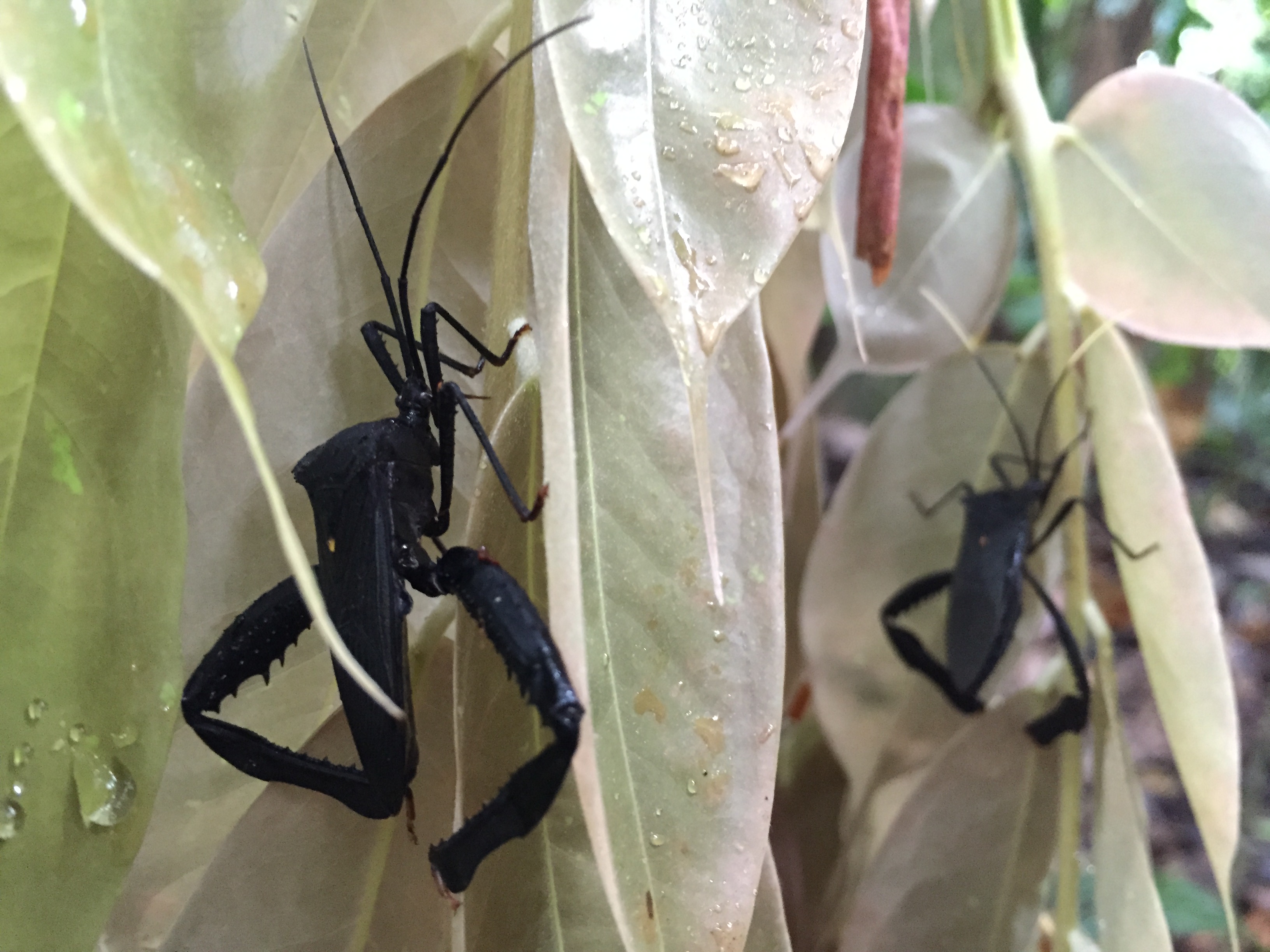 Tiputini Part I | sam snow science